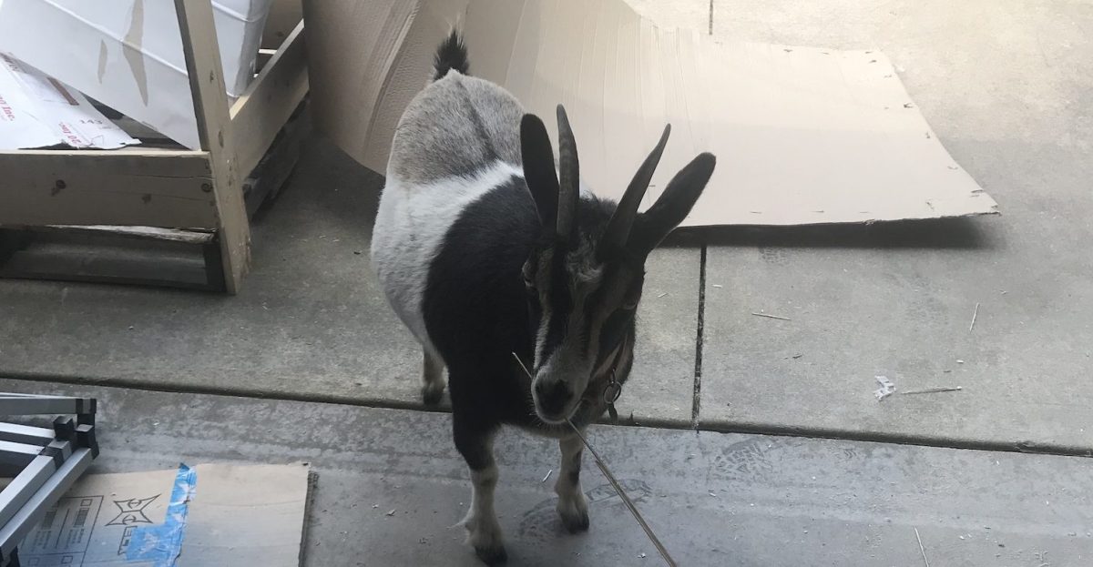 Pixie the Goat – The Martini Tales
